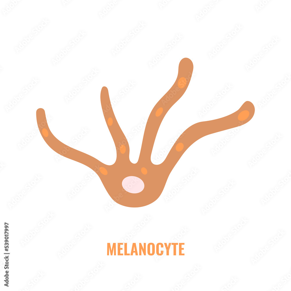 Stockvector Melanocyte cell biology and skin tone pigmentation diagram ...