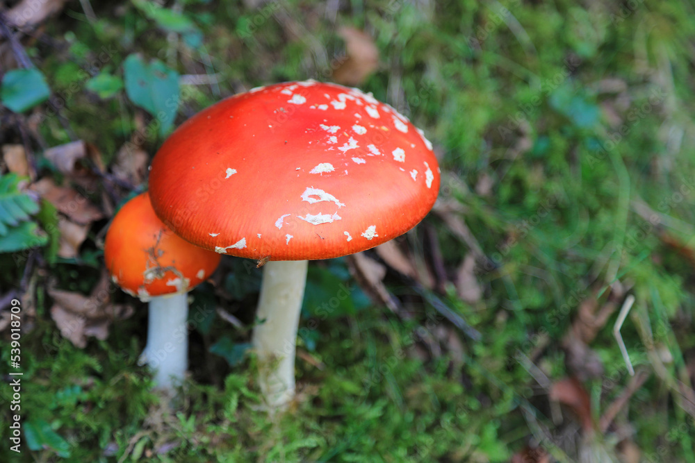 hongo seta amanita muscaria mata moscas alucinógena no comestible país ...