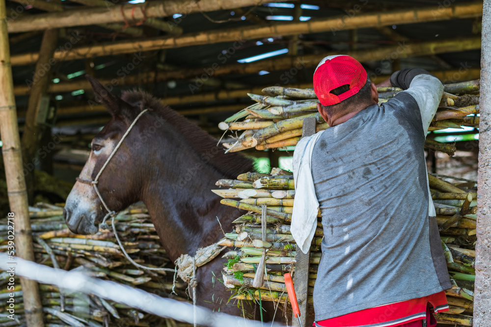 arriero unloading his mule carrying a load of sugar cane. colombian ...