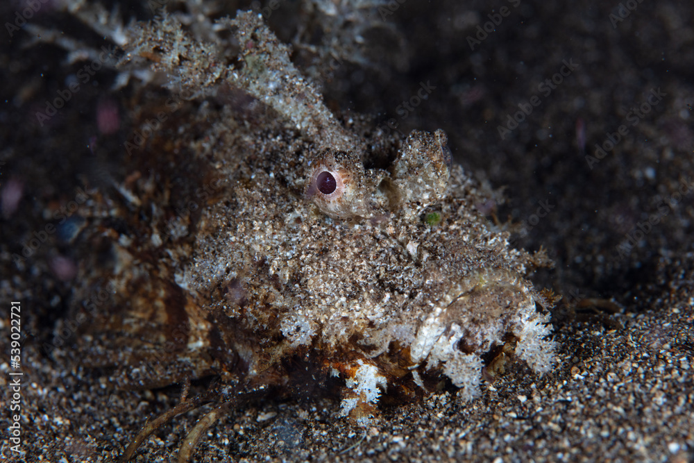 A Spiny devilfish, Inimicus didactylus, crawls across the sandy ...