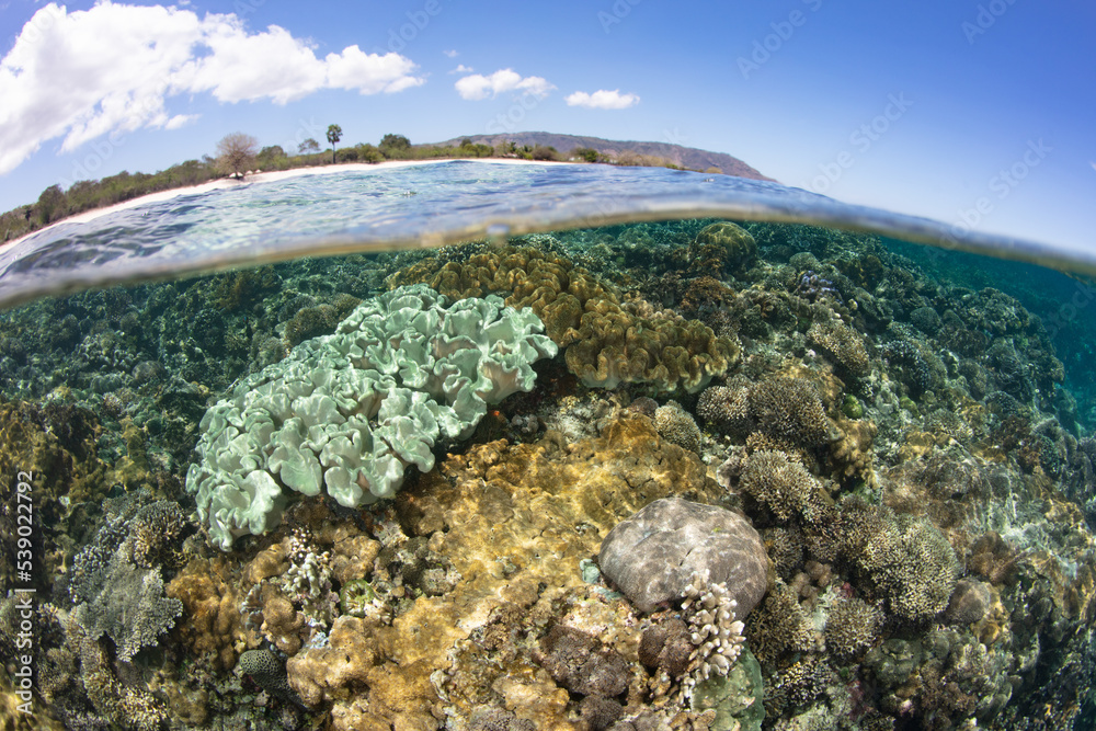 An incredible coral reef grows in the shallows near a remote island in ...