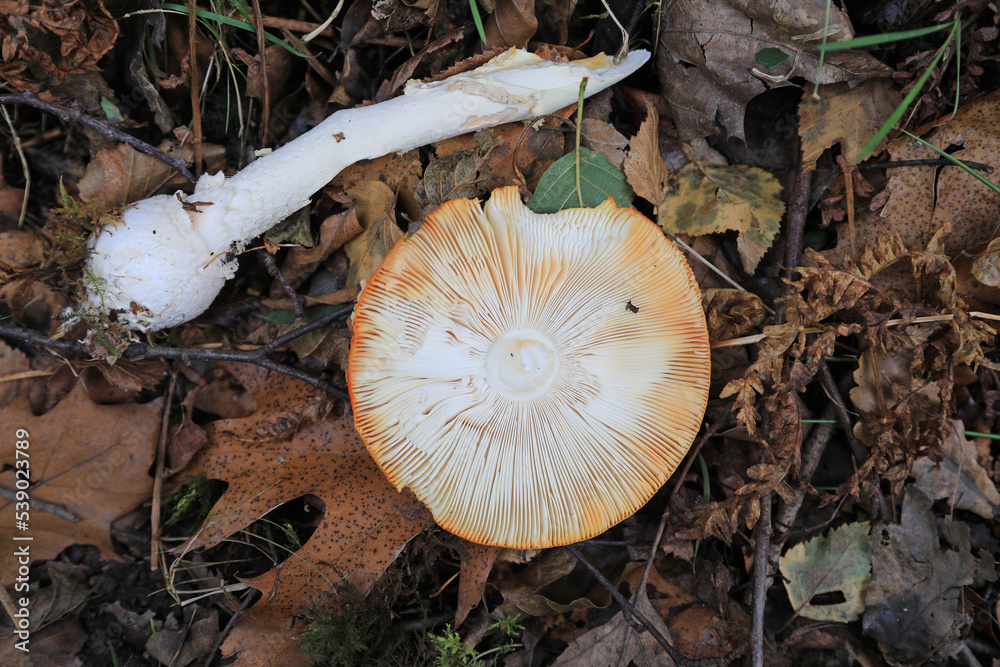 amanita muscaria hongo rota láminas vistas desde abajo seta mata moscas ...