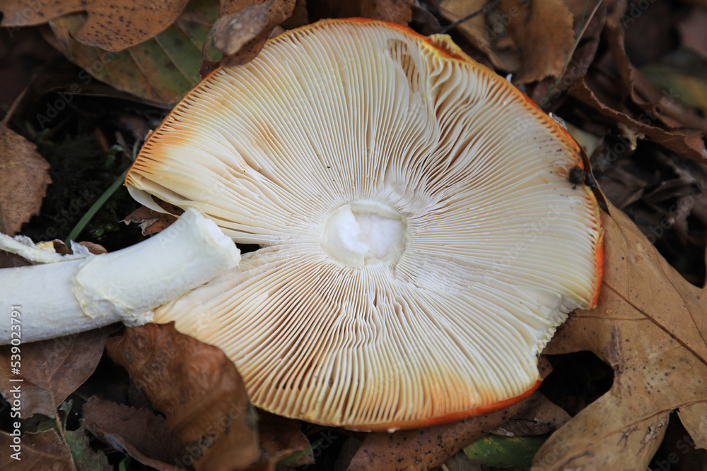 Foto de amanita muscaria hongo rota láminas vistas desde abajo seta ...