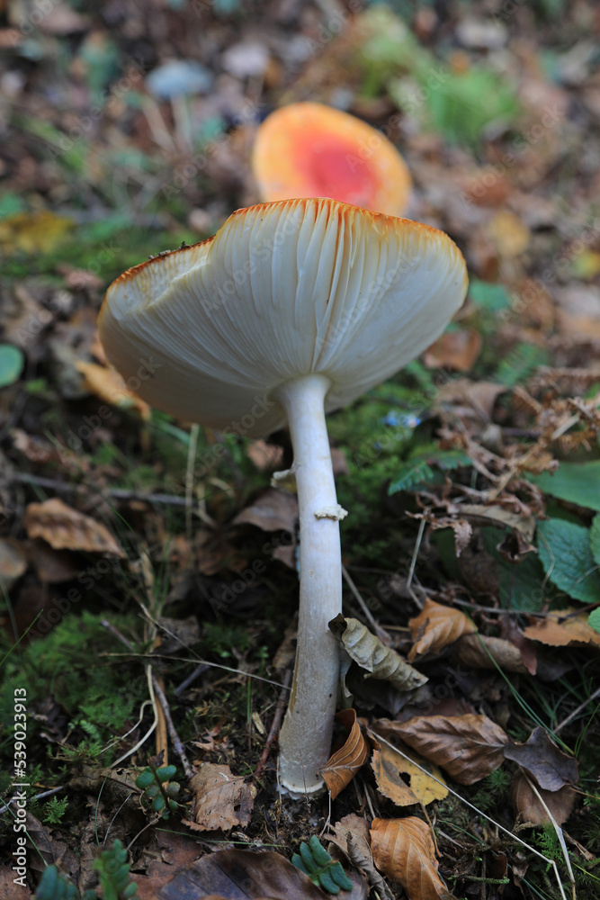 amanita muscaria hongo láminas vista desde abajo seta mata moscas ...