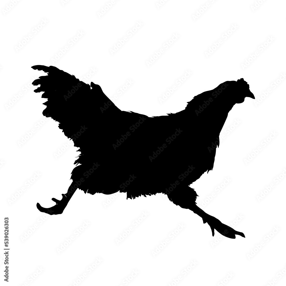 The silhouette of a running hen, the silhouette of a running chicken, a ...