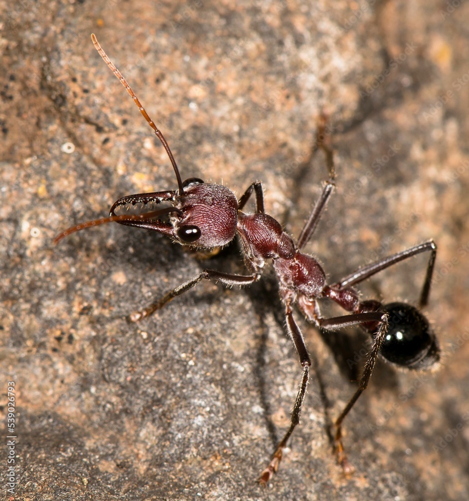 Bulldog Ant