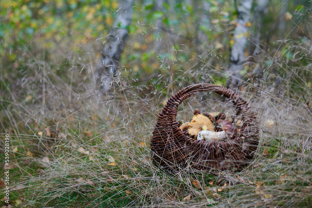 Wiklinowy kosz pełen grzybów wśród wrzosów i kolorów jesiennego lasu ...