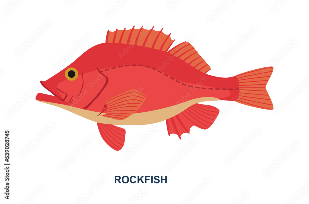 River or sea fish. Poster with beautiful red fish and inscription ...