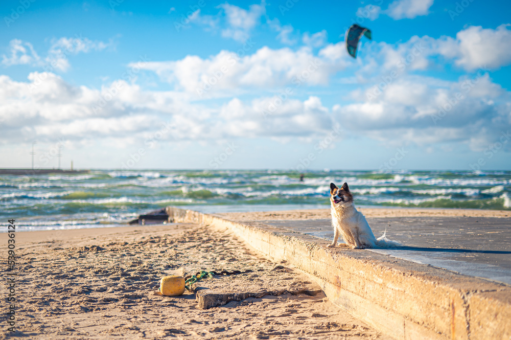 Adorable small dog sitting at the beach. High quality photo Stock Photo ...