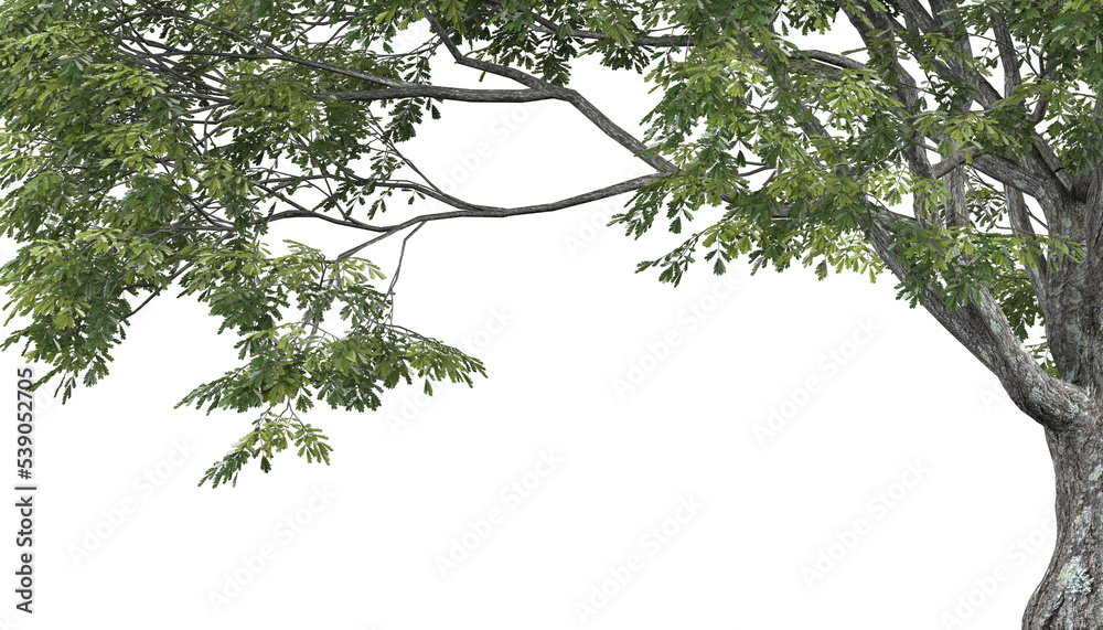 Various types of tree branch plants bushes shrub and and small plants ...