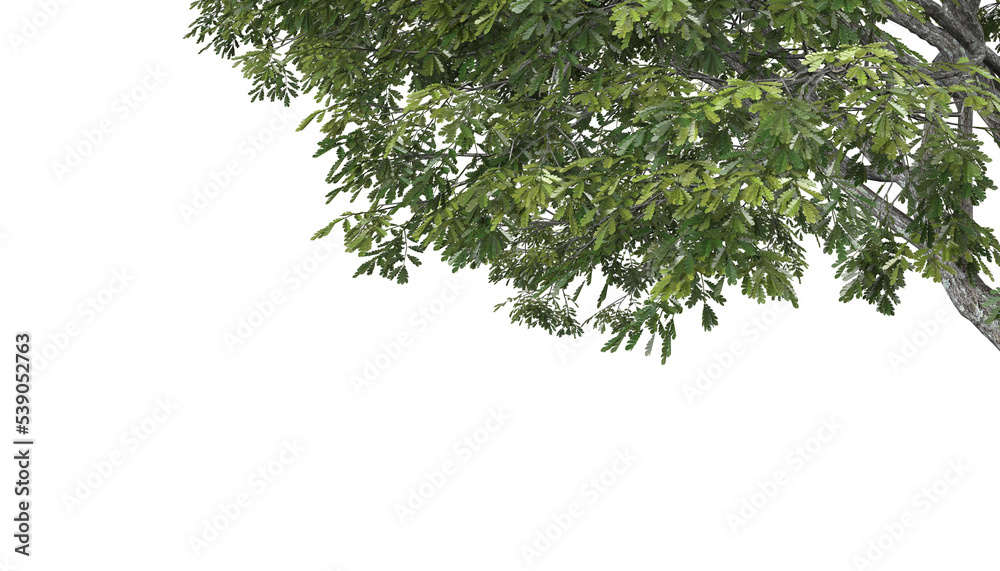 Various types of tree branch plants bushes shrub and and small plants ...