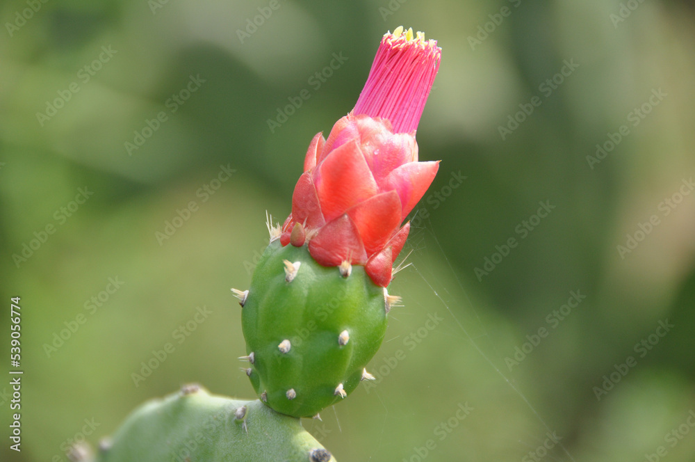 Cochineal nopal cactus or Opuntia cochenillifera, Cereus hexagonus ...