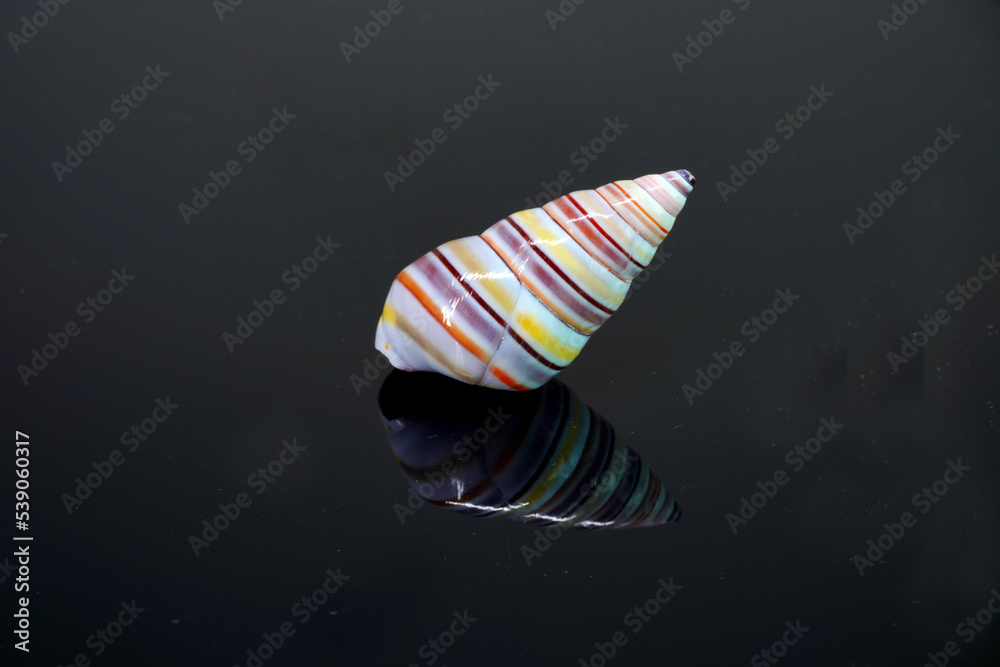 Candy cane snail isolated on black background. Candy cane snail (Liguus ...