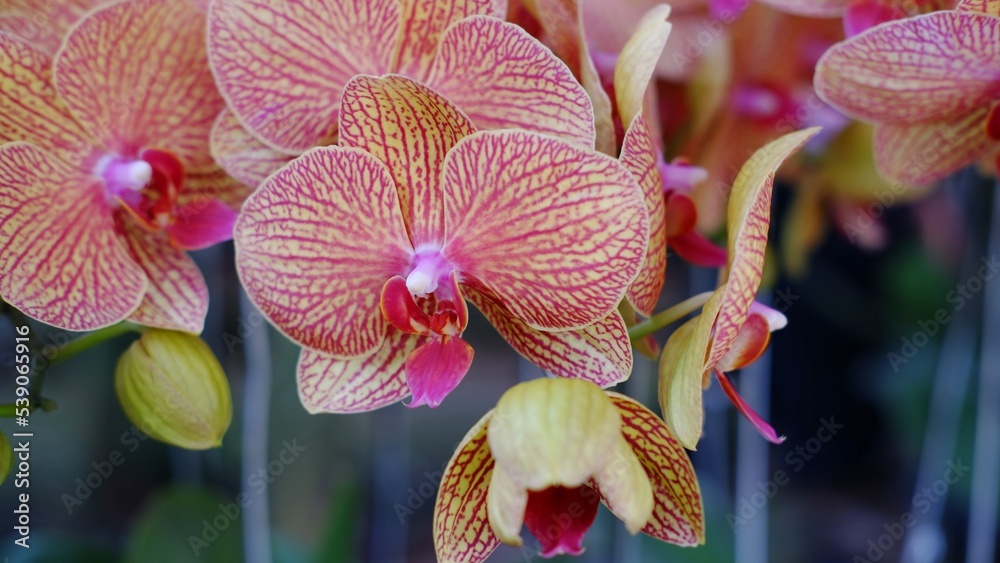The beautiful color of the moon orchid or Moth orchid also known as the ...