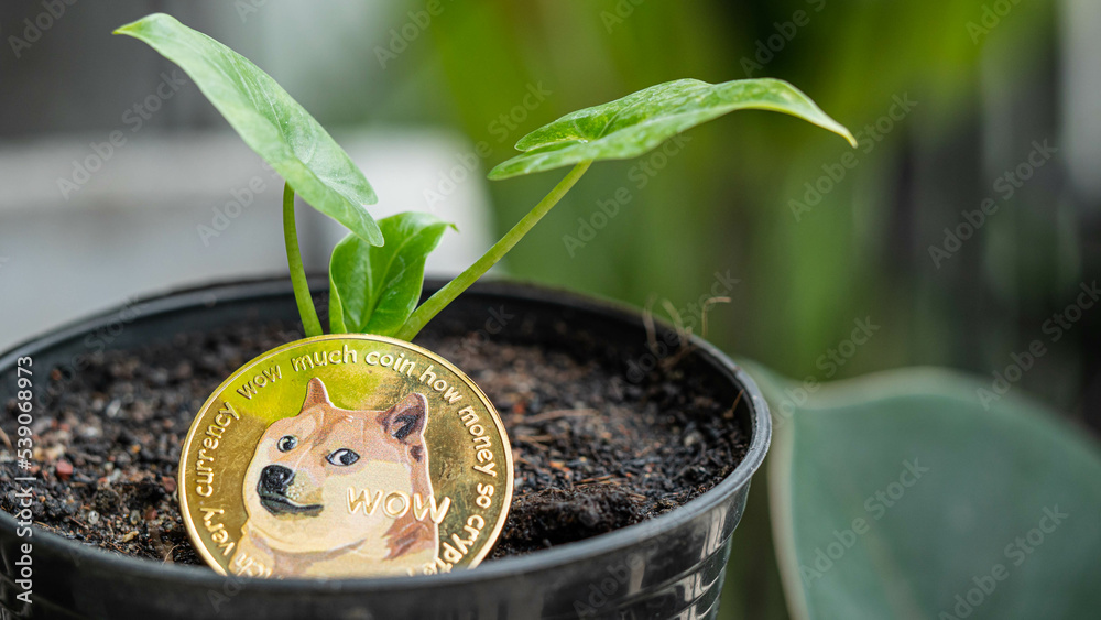 Doge coins are placed on soil in pots and small plants. The growth of ...