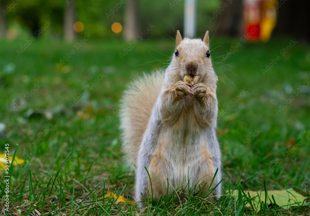 An albino gray squirrel in winter at the city park in Montreal, Quebec ...