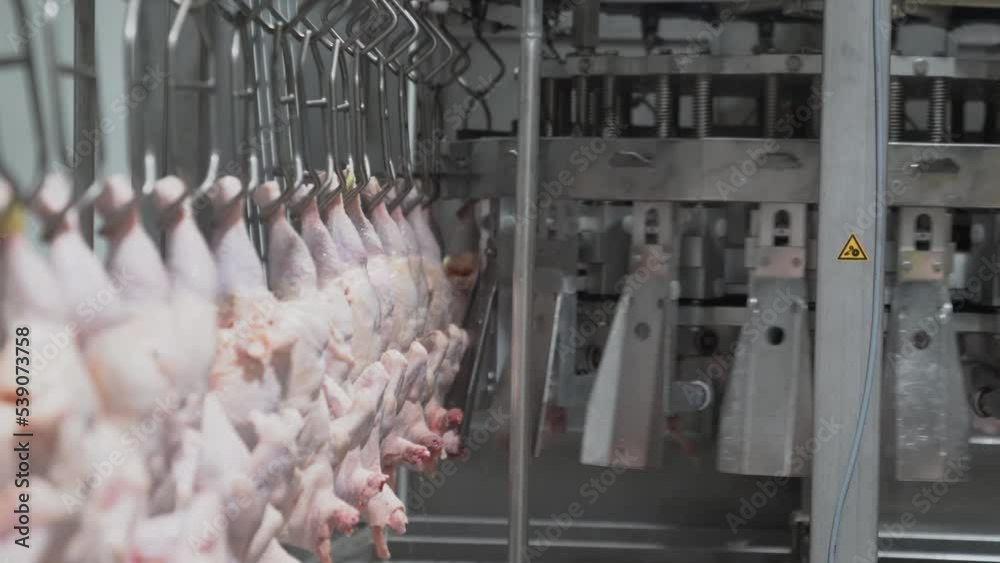 Fresh chicken hangs on conveyor rail passing through the cutting parts ...