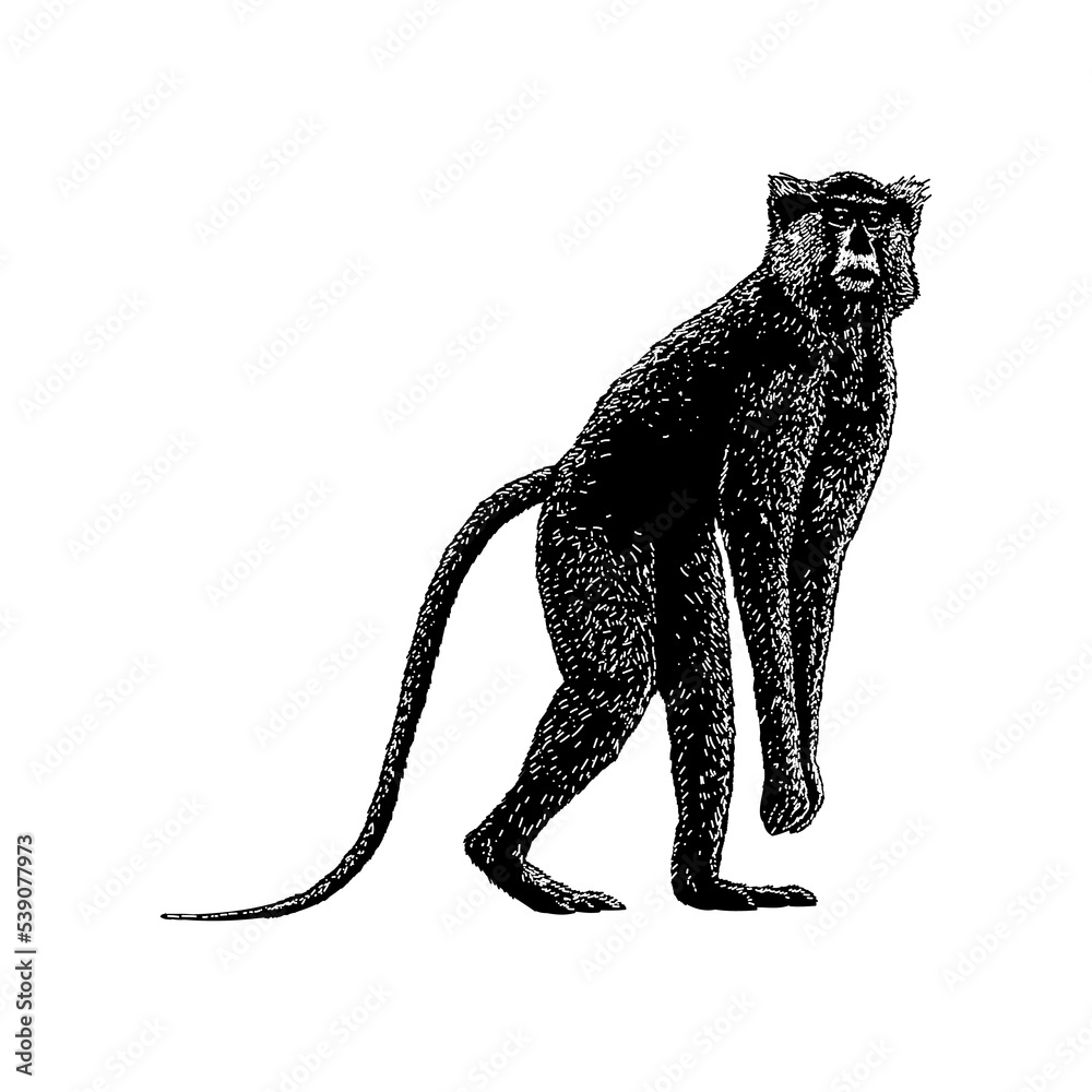 Patas Monkey hand drawing vector illustration isolated on background ...