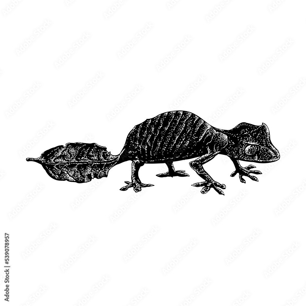 Leaf-Tailed Gecko hand drawing vector illustration isolated on ...