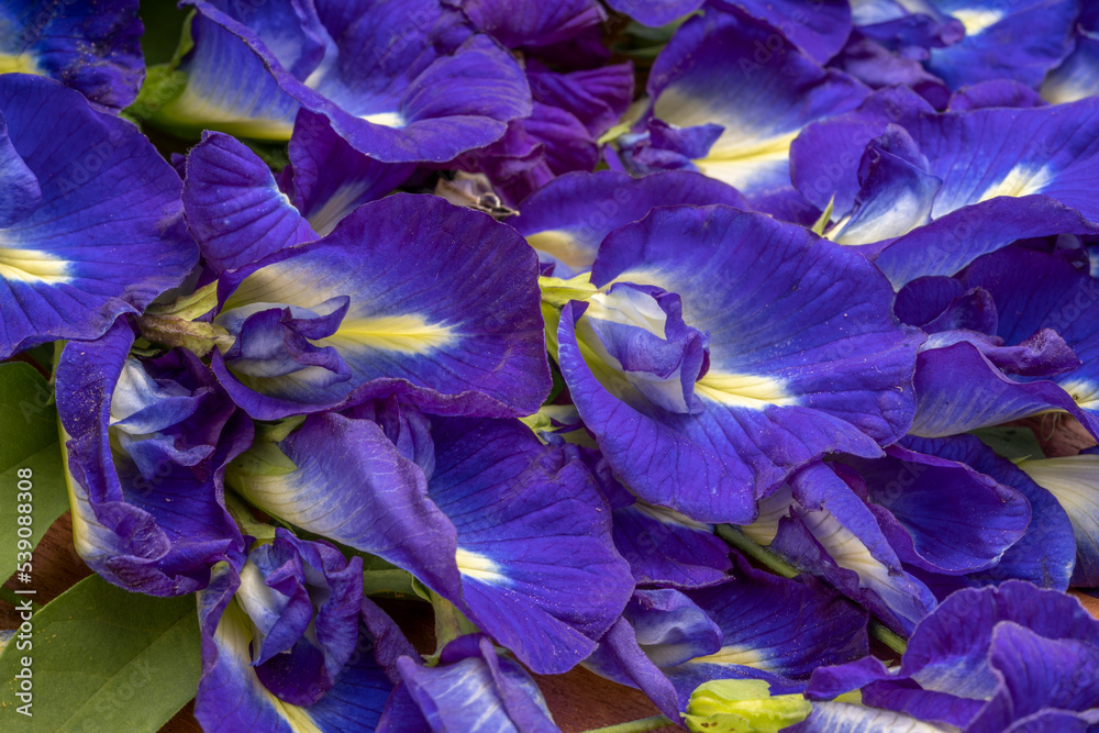 Butterfly pea or Asian Pigeonwing. Blue pea with leaf on wooden ...
