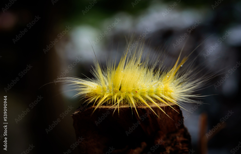 Yellow tussock moth, yellow worm, Yellow furry caterpillar Stock Photo ...