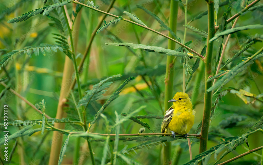 yellow Bird on a tree in garden, Asian Golden Weaver, Ploceus ...