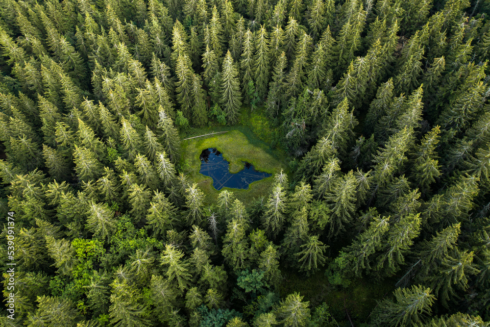 Aerial top view forest tree. Rainforest ecosystem. Drone photography ...