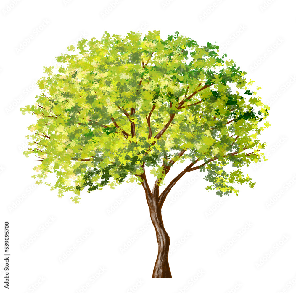 watercolor of tree side view isolated on white background for landscape ...