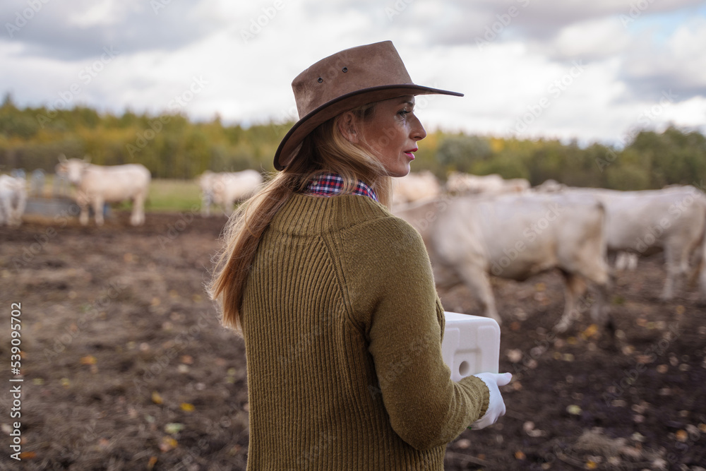 Shot of female farmer with cowboy hat working in animal farm with cows ...