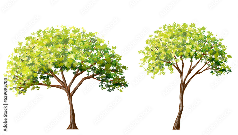 watercolor of tree side view isolated on white background for landscape ...