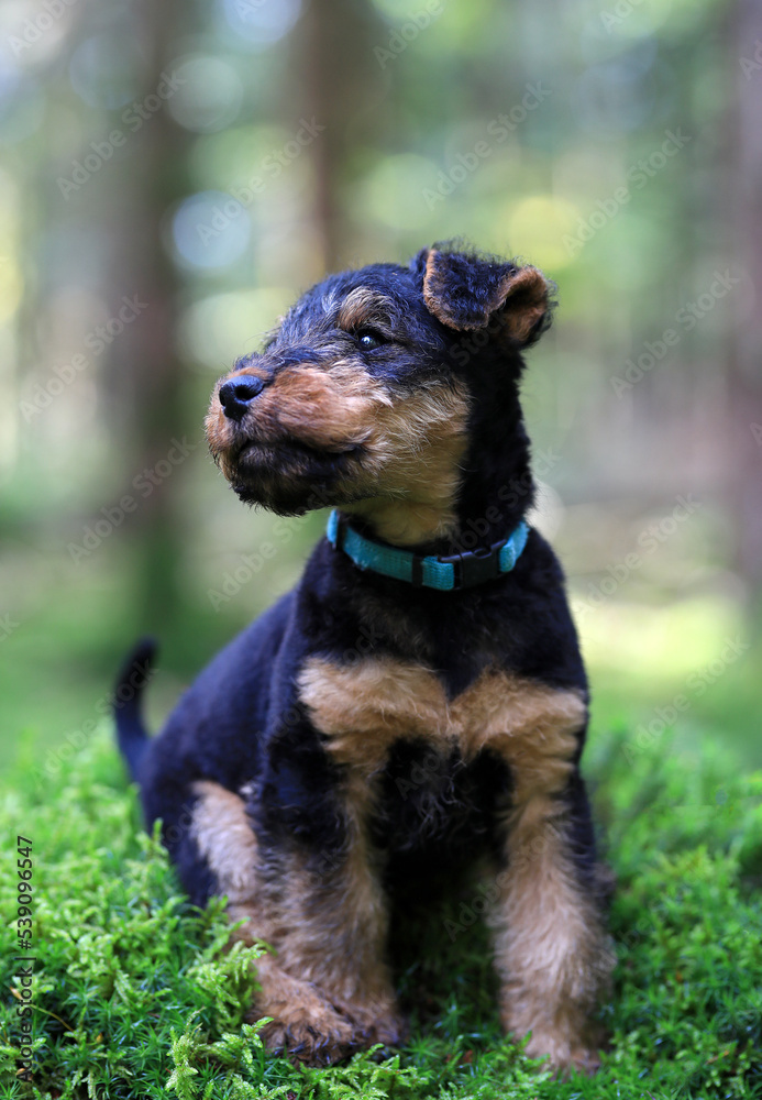 Cute Welsh Terrier hunting dog puppy is posing for a portrait in the ...
