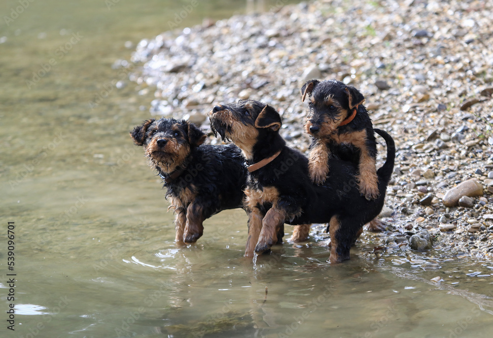 A litter of 8 week old Welsh Terrier hunting dog puppies are having ...