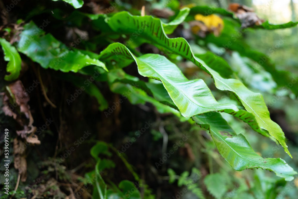 Asplenium scolopendrium in a moist ravine Stock Photo | Adobe Stock