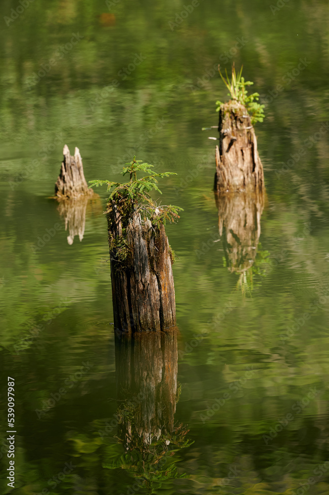Old logs on the Red Lake in Romania, a natural dam lake formed ...