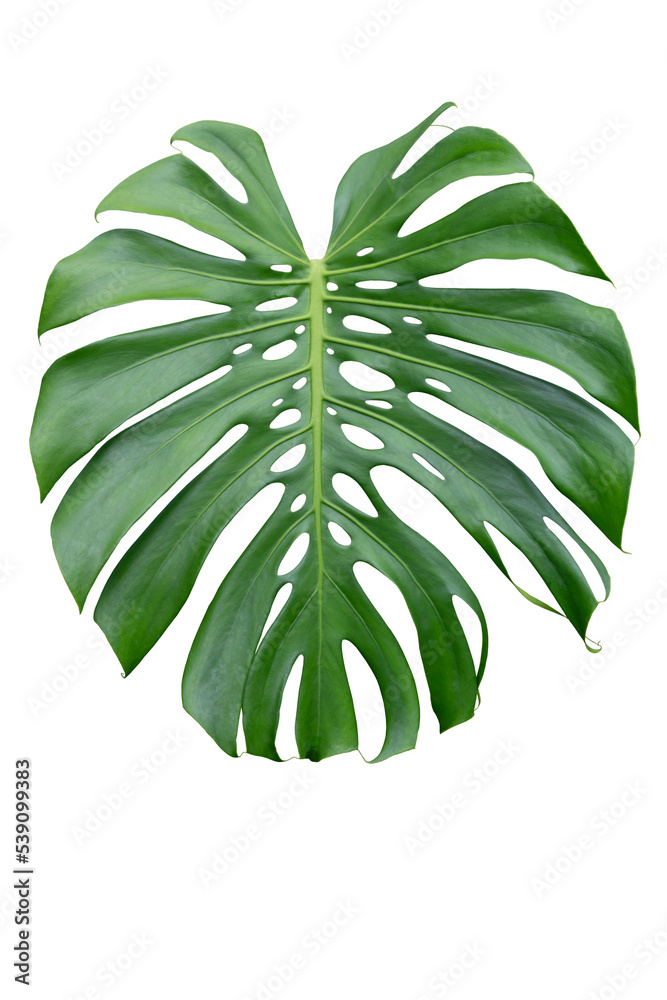 Green leaf of Monstera deliciosa, Fruit salad plant, Tarovine, Split ...