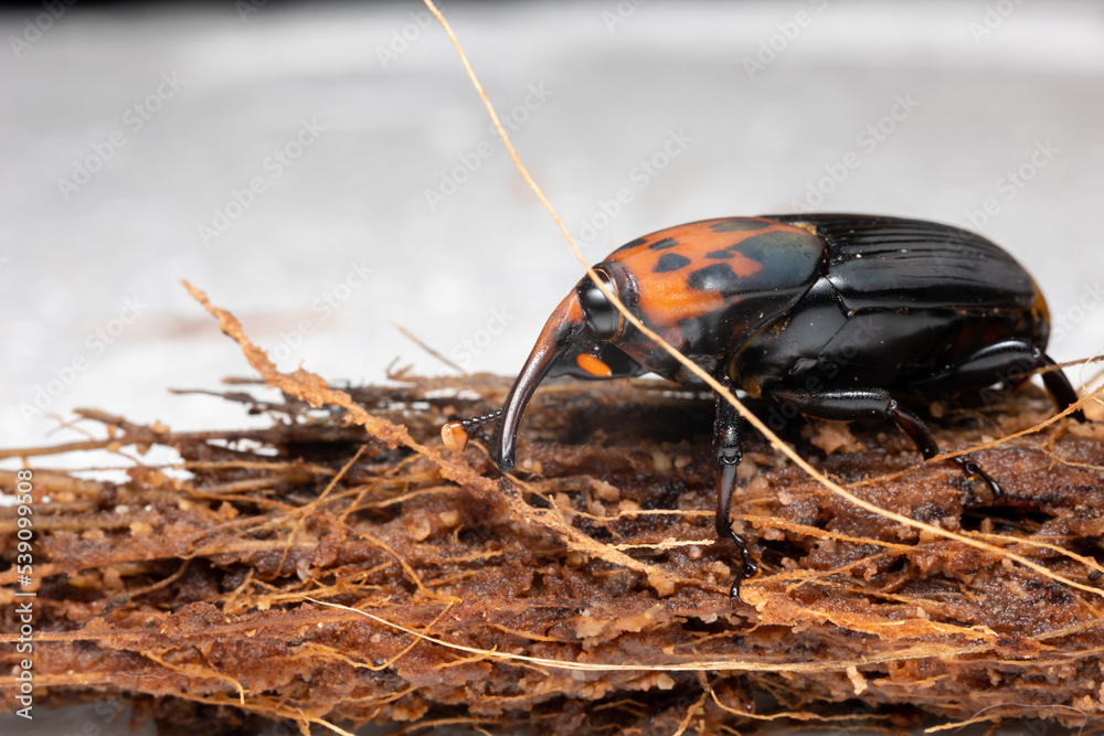 Red palm weevil or Red-stripes palm weevil on the coconut bract. Asian ...