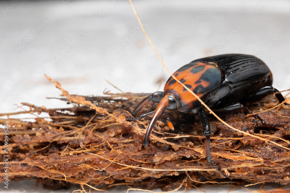 Red palm weevil or Red-stripes palm weevil on the coconut bract. Asian ...