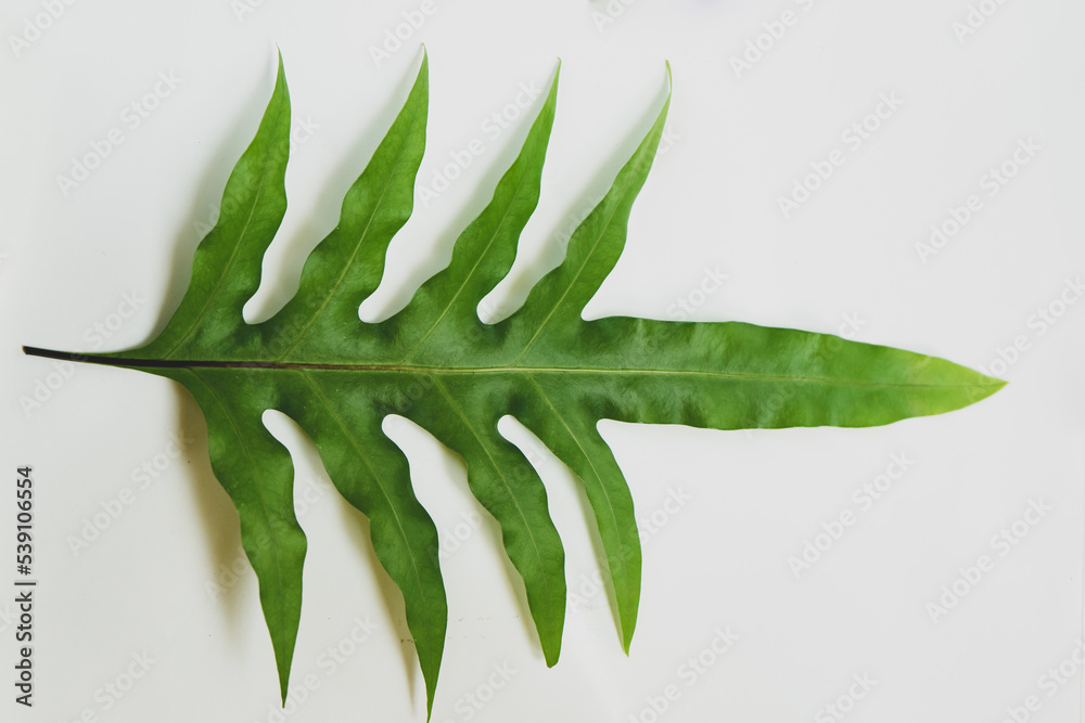 Monarch fern,musk fern,maile-scented fern,breadfruit fern or ...