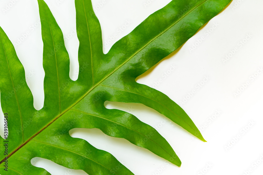 Monarch fern,musk fern,maile-scented fern,breadfruit fern or ...