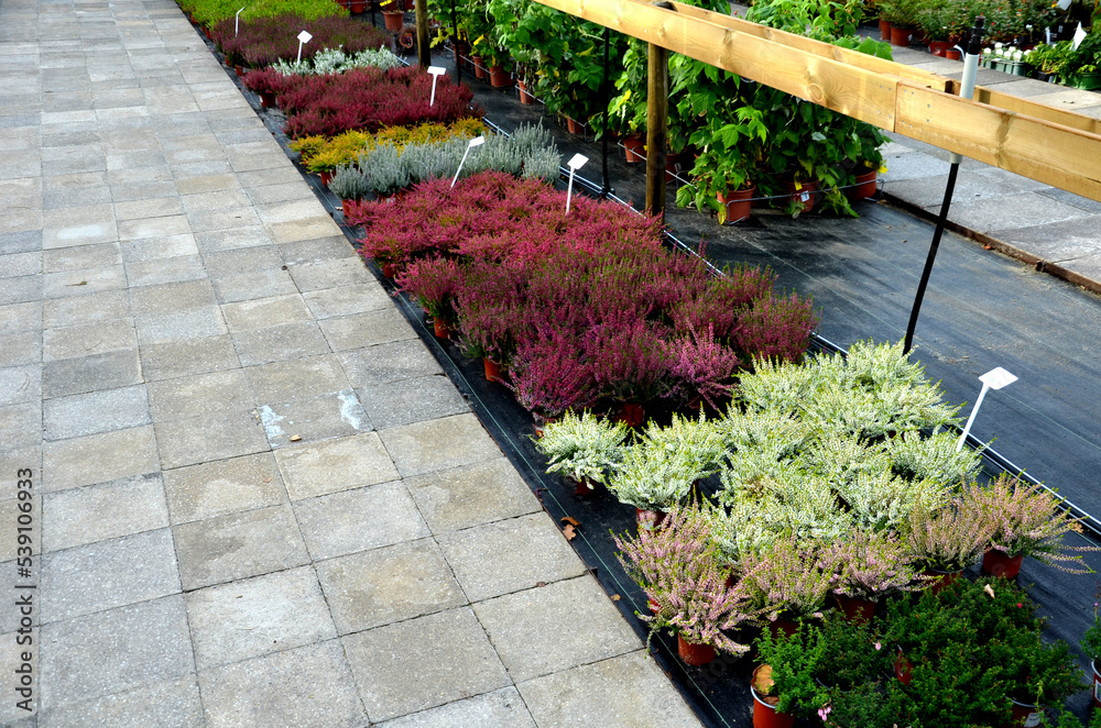 between store aisles of garden center for cultivation and resale of ...