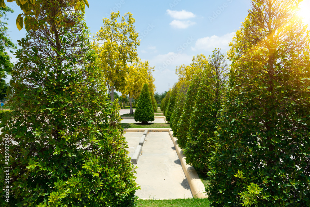 Banyan Tree (Ficus annulata) are pruning. Tree trimming to Christmas ...