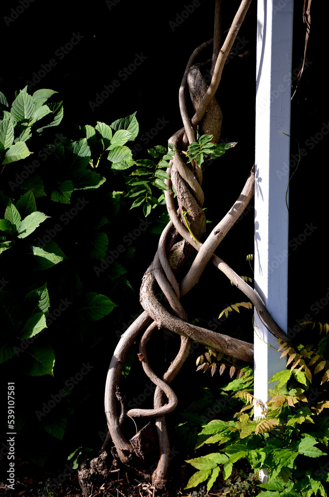 Foto de wisteria is a strong wrapping vine, which deforms the metal ...