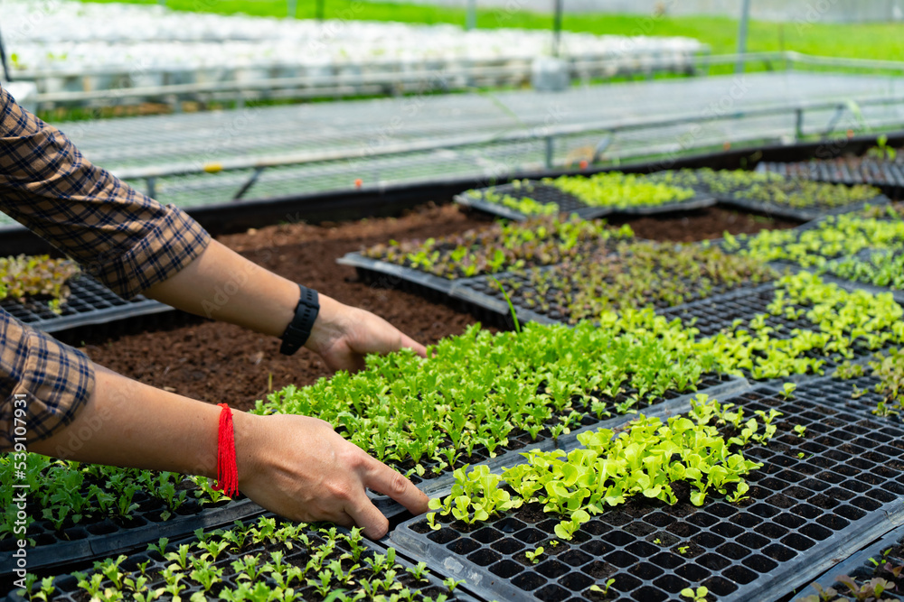Hand of farmer picking seeding tray of nursery or young plant of cos ...