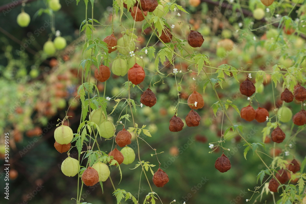Cardiospermum halicacabum is a climbing plant known as the lesser ...