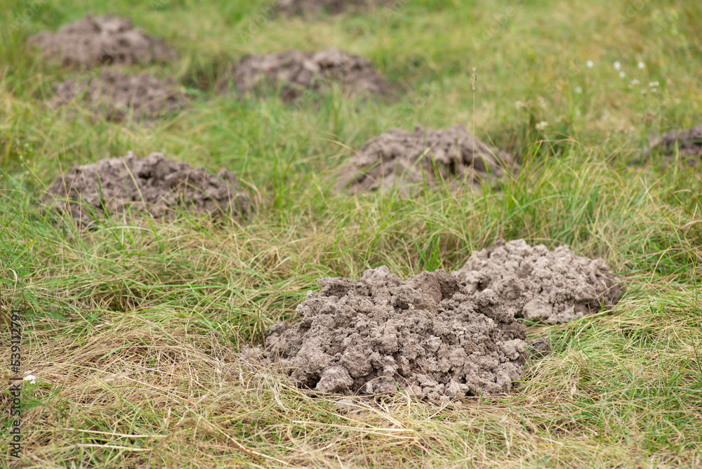 Piles of ground on the grass dug by moles. Moles digging tunnels in the ...