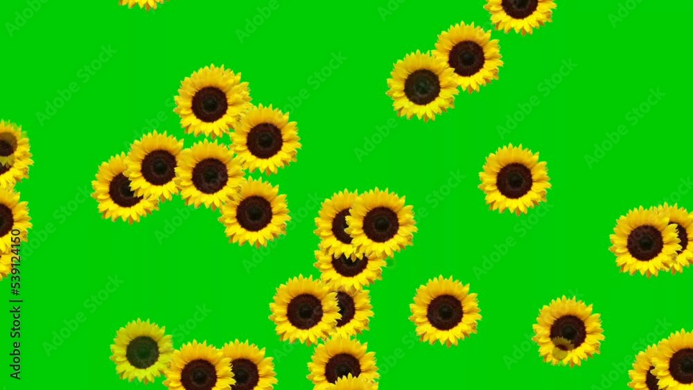 Animation of many yellow sunflowers falling from the top to the bottom ...