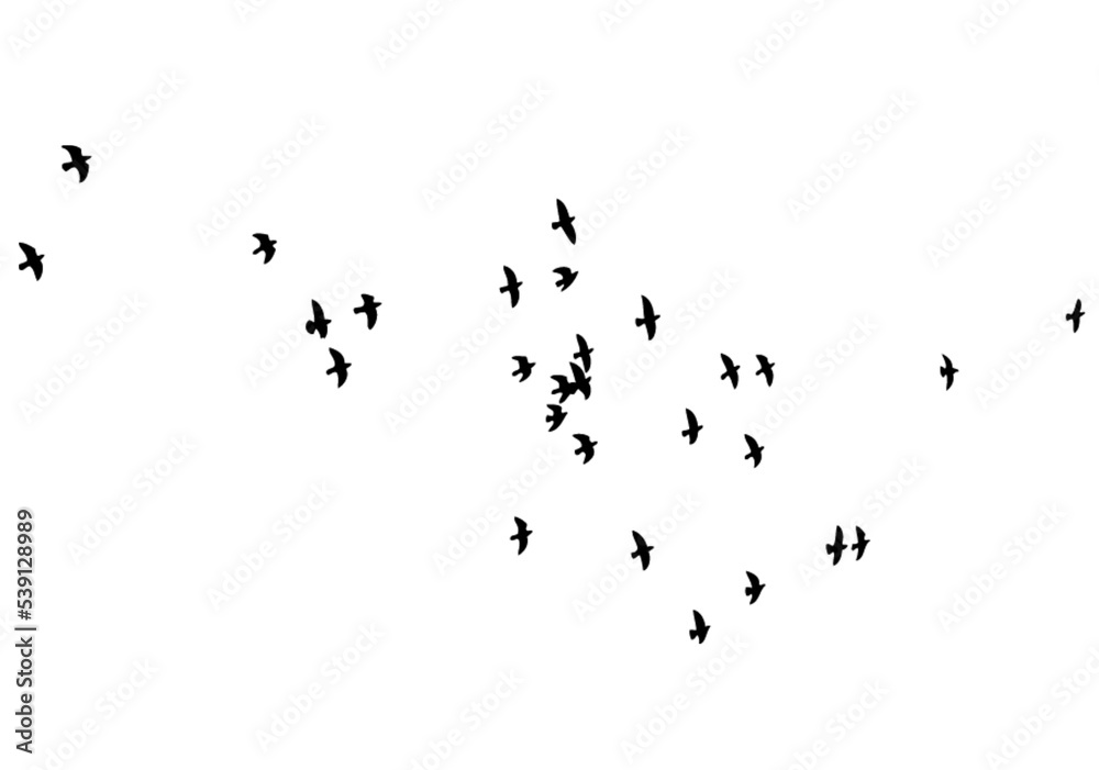A flock of flying birds isolated on a white background. Overlay effect ...