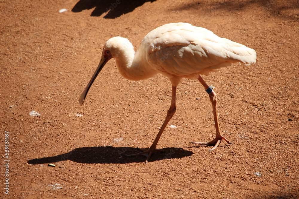 The African spoonbill (Platalea alba), a long-legged wading bird of the ...