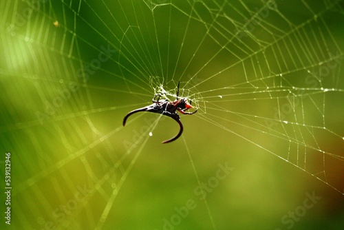 Horned Spider Web