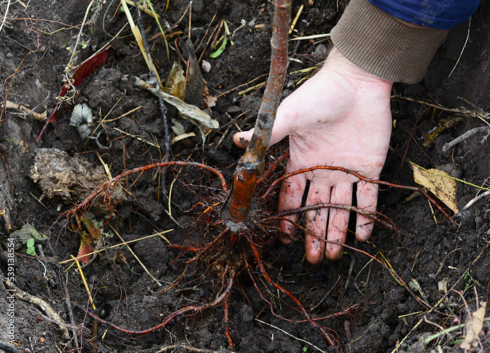 Gardener is loosening tree roots, placing a tree in a planting hole.A ...